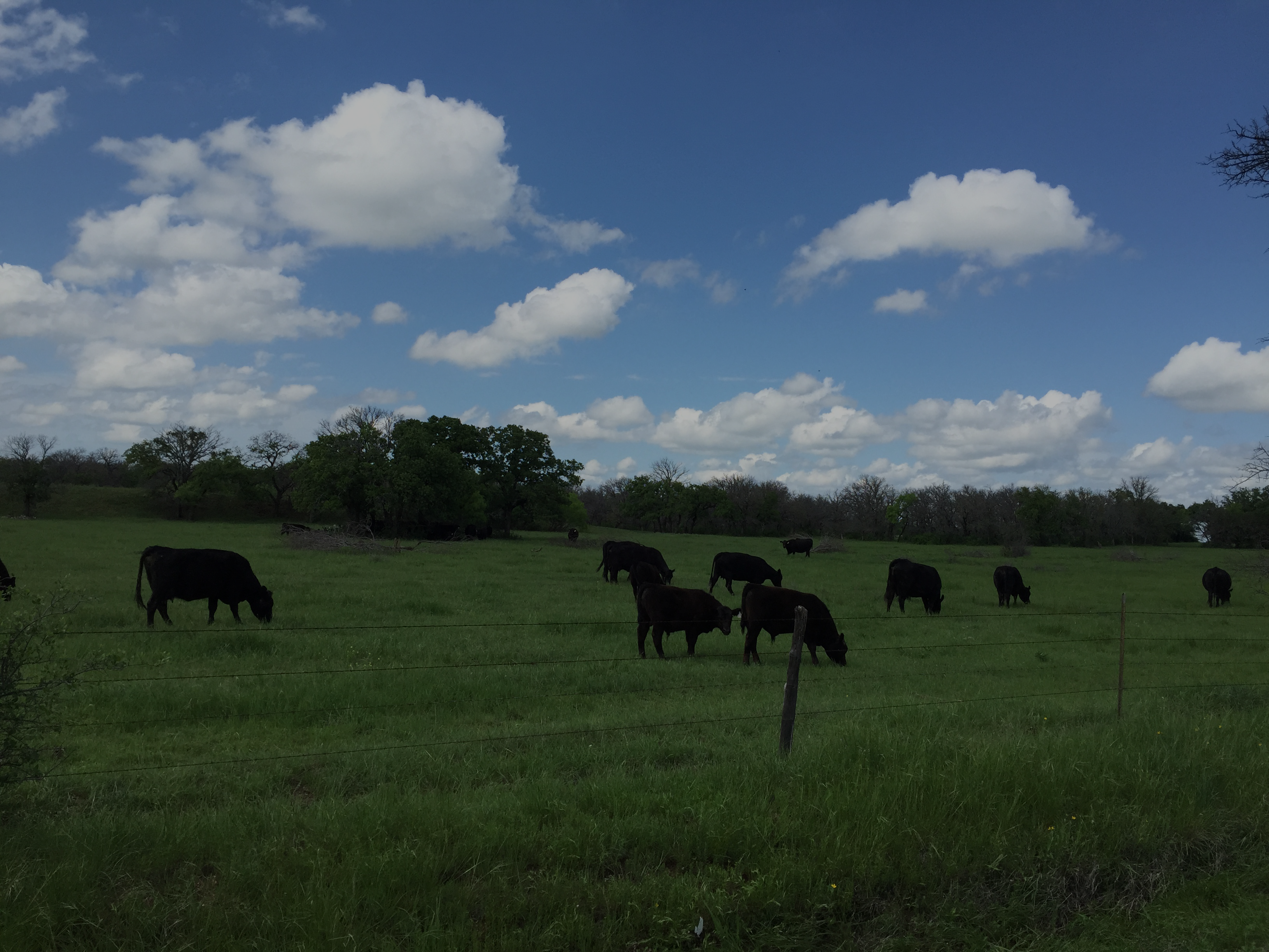 Cougar Hollow Ranch – Lipan, Texas